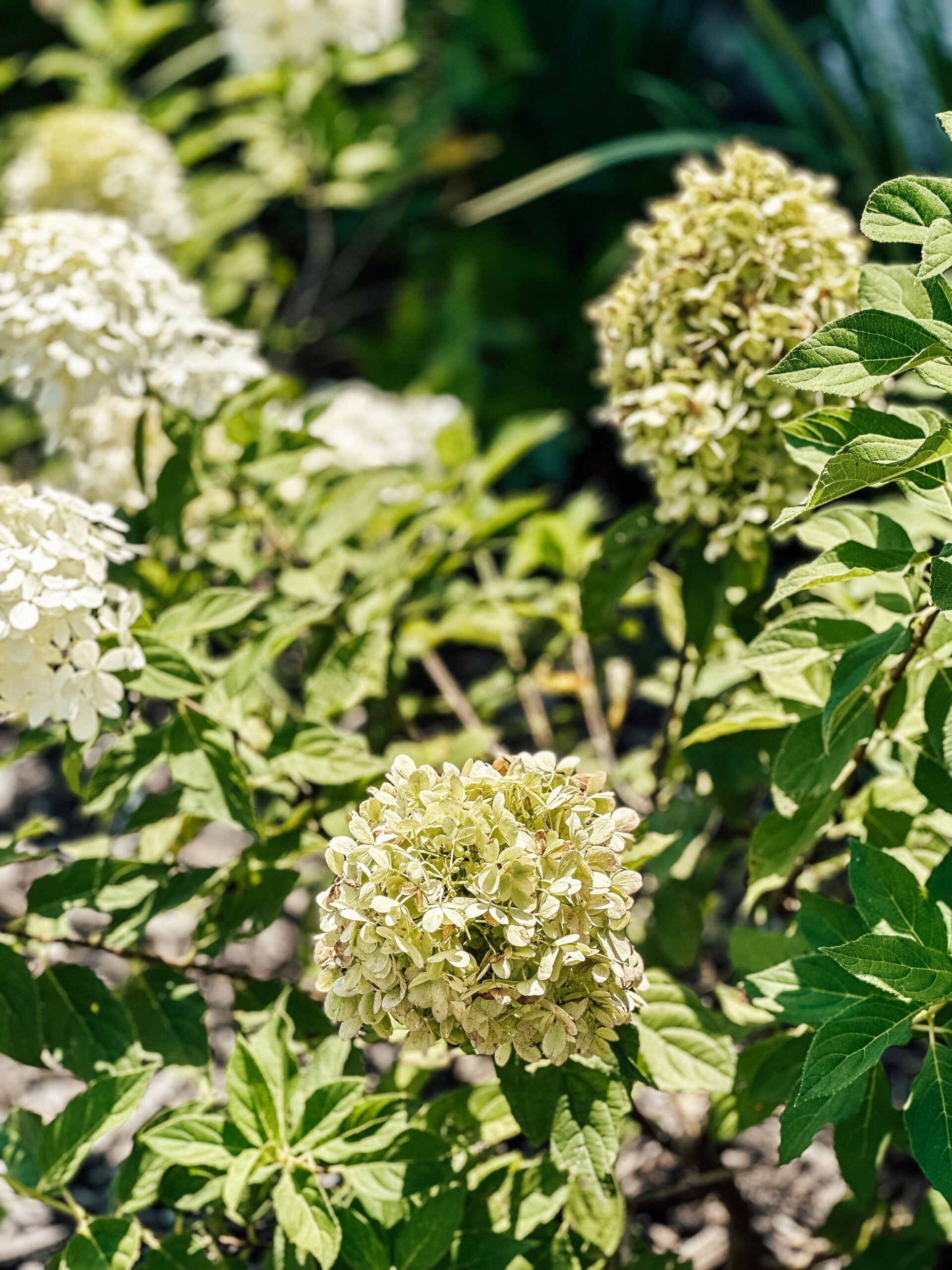 How to Dry Limelight Hydrangeas: A Step-by-Step Guide
