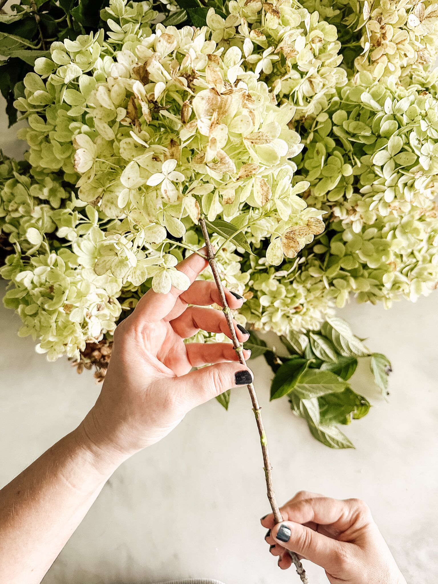 How to Dry Limelight Hydrangeas: A Step-by-Step Guide