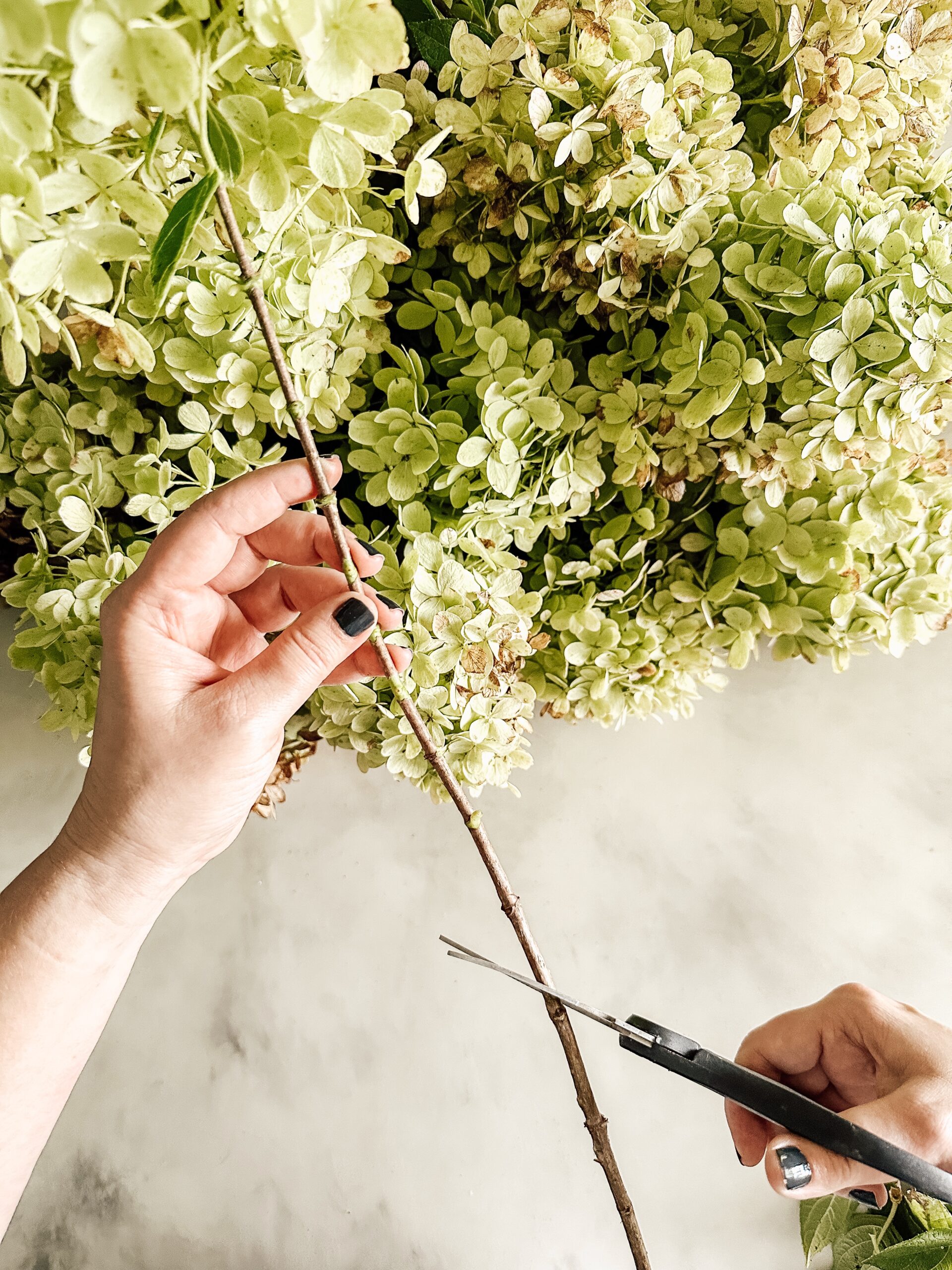 How to Dry Limelight Hydrangeas: A Step-by-Step Guide