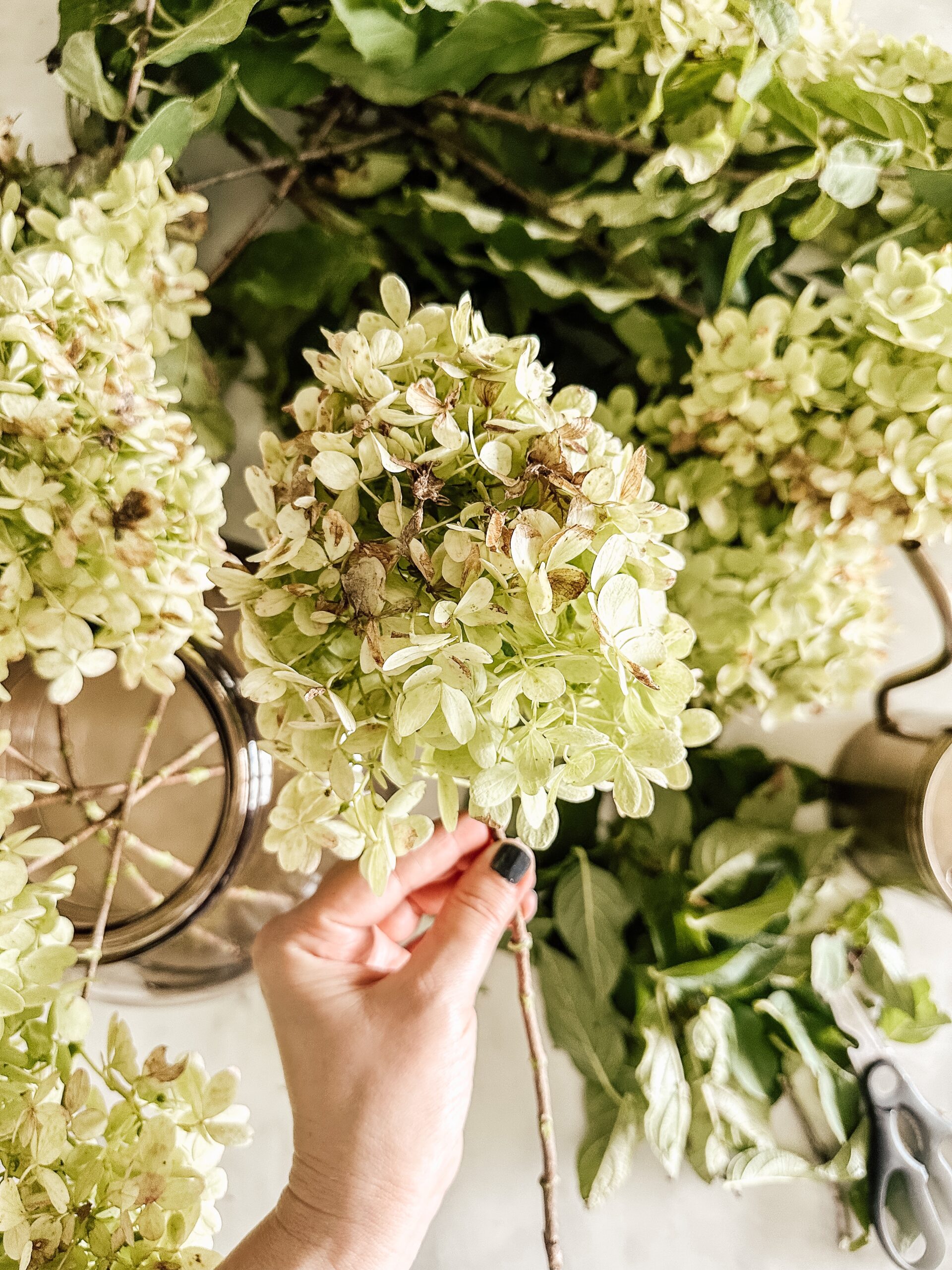 How to Dry Limelight Hydrangeas: A Step-by-Step Guide