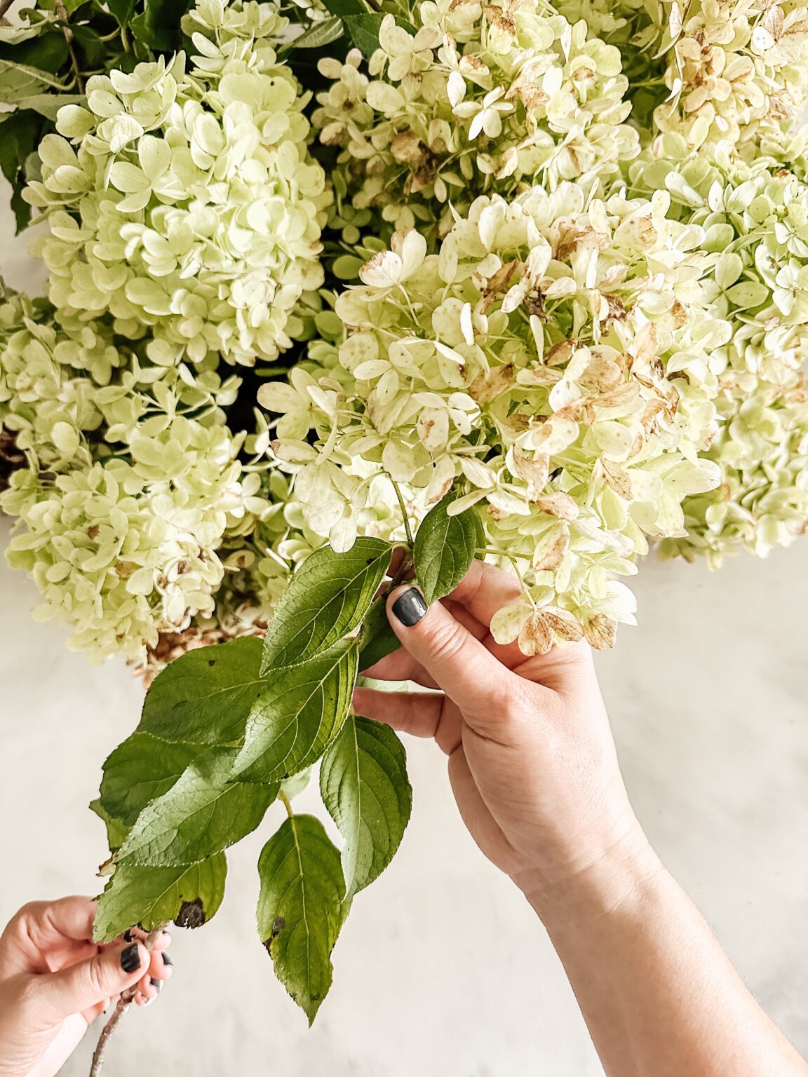 How to Dry Limelight Hydrangeas: A Step-by-Step Guide