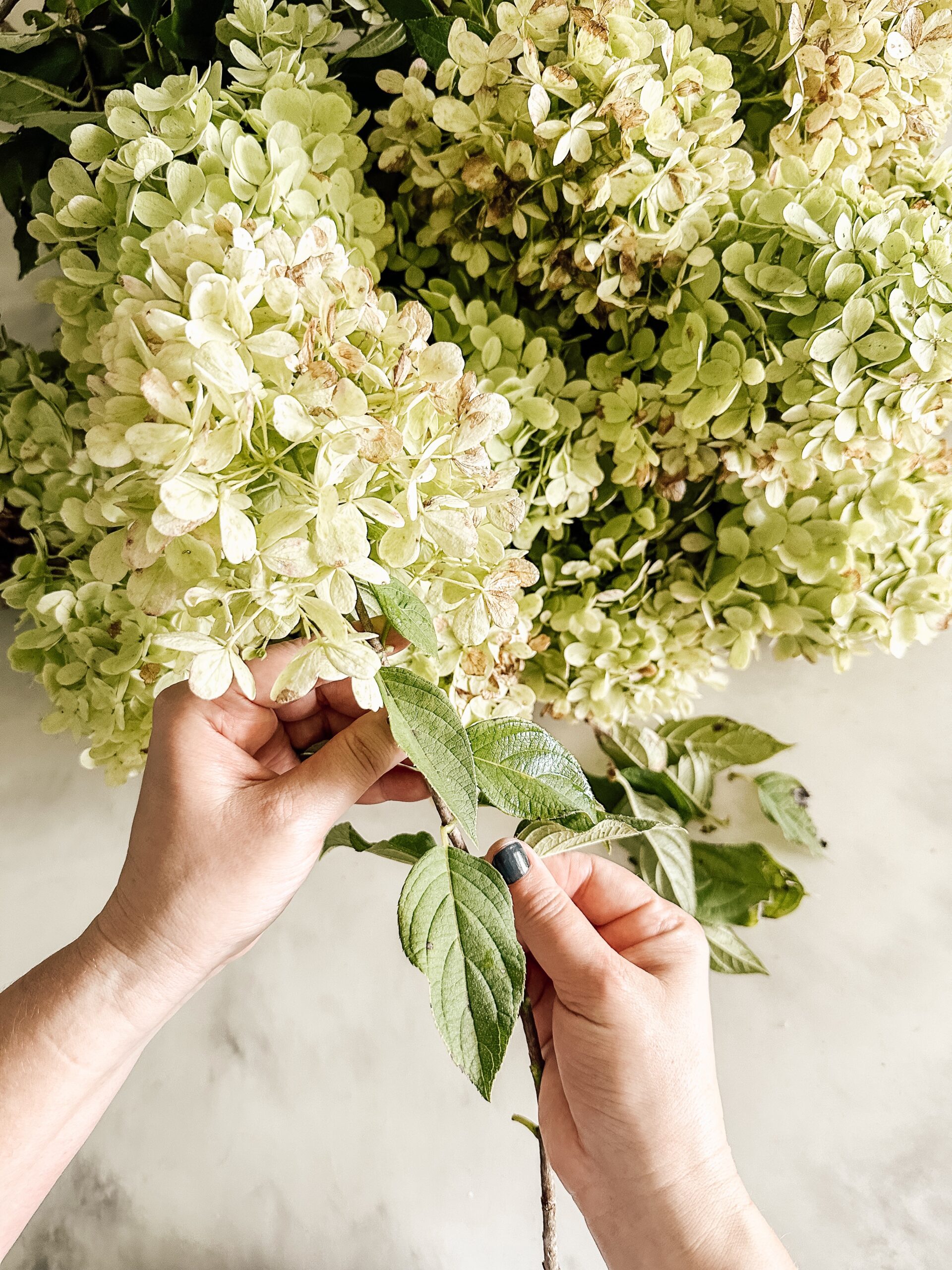 How to Dry Limelight Hydrangeas: A Step-by-Step Guide