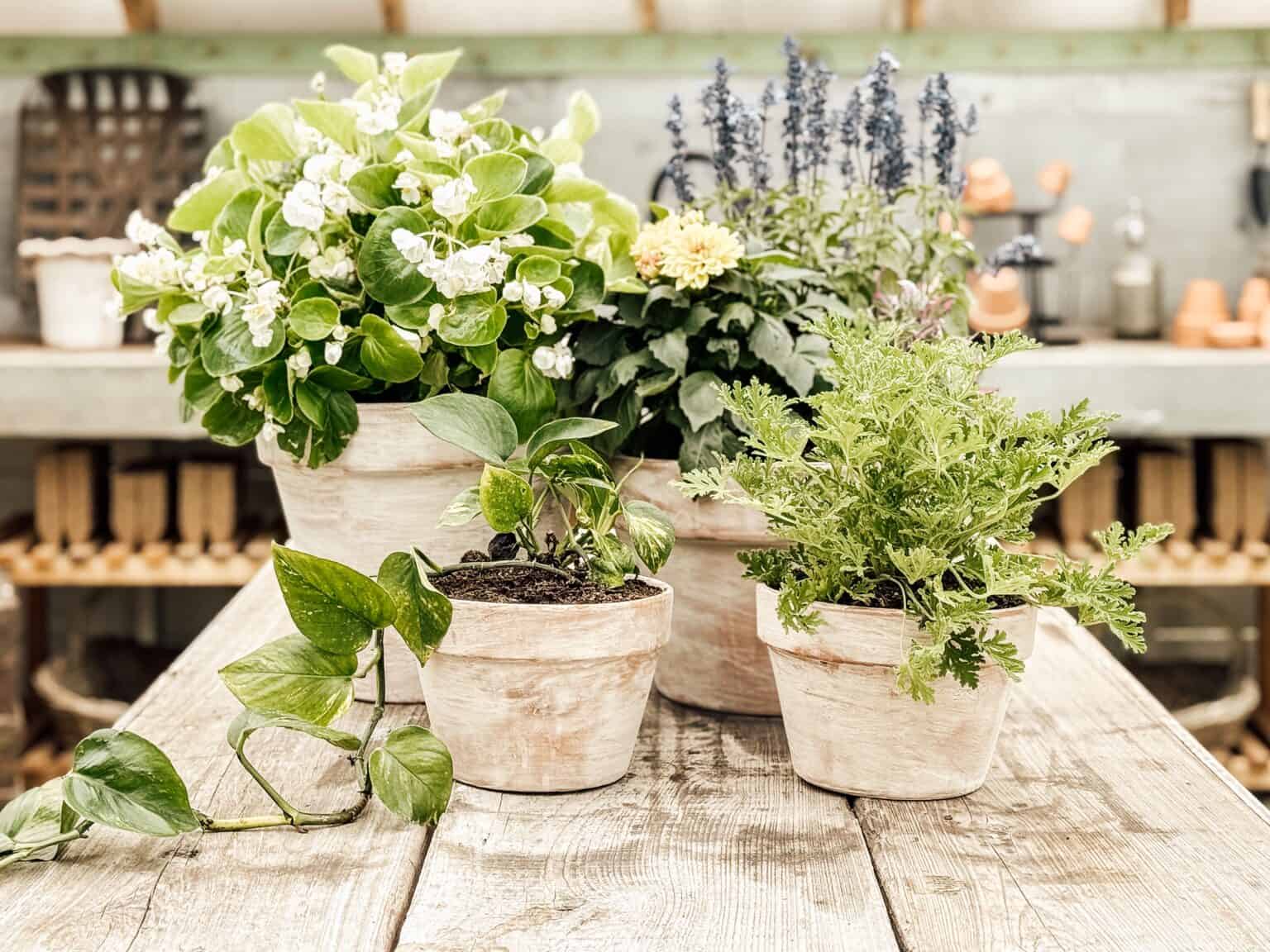 DIY Aged Terra Cotta Pots: A Simple Way to Add Timeless Charm to Your ...
